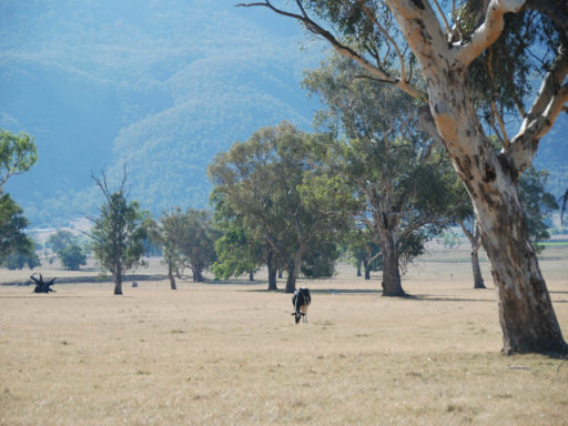 Corryong - Towns Culture Lifestyle