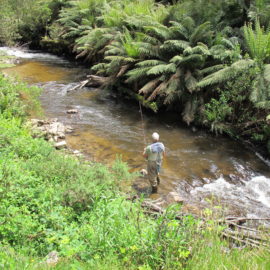 Buffalo River Fishing - Victoria's High Country
