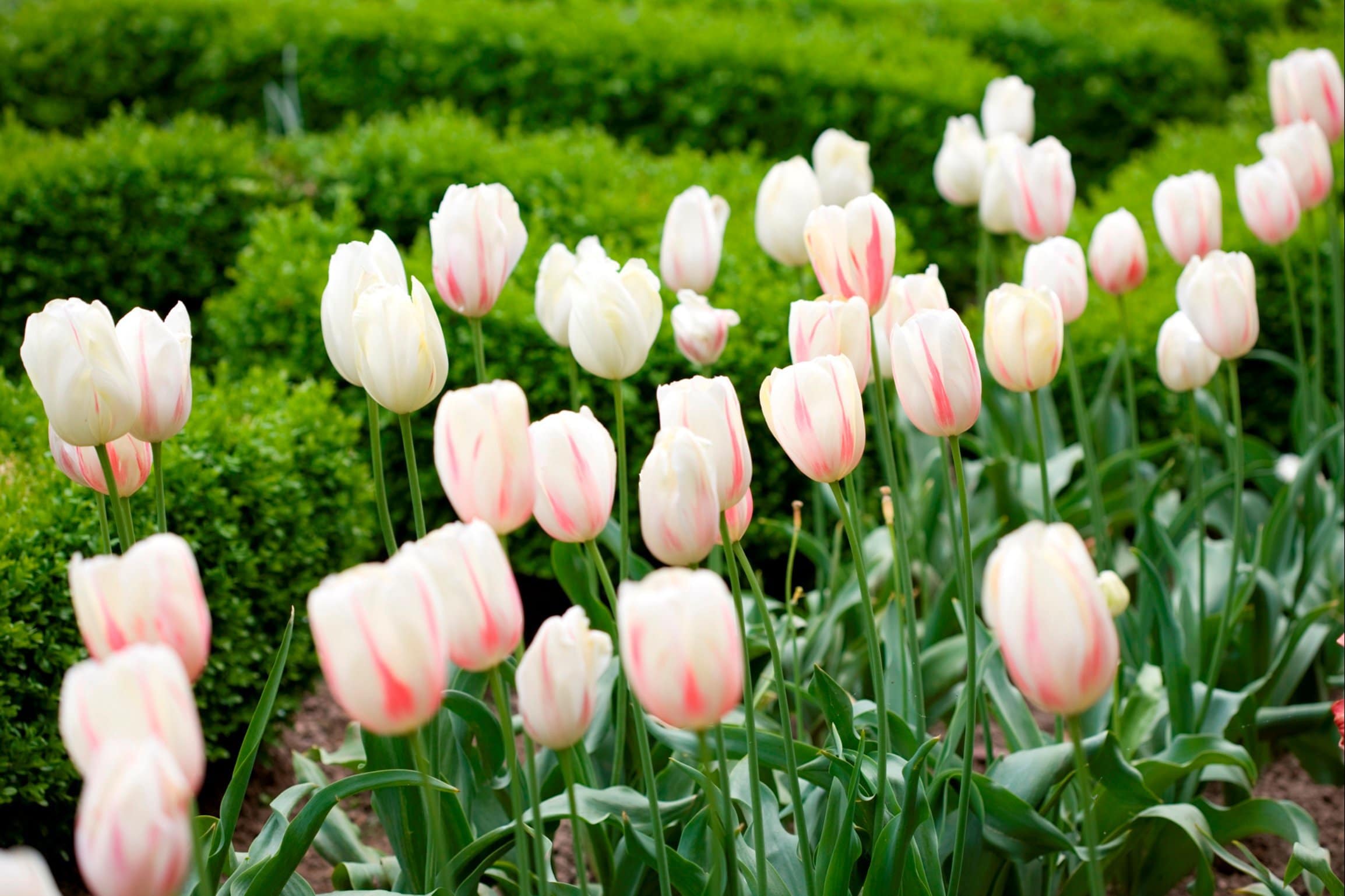 Summer Home - Our Place at Bright - Victoria's High Country