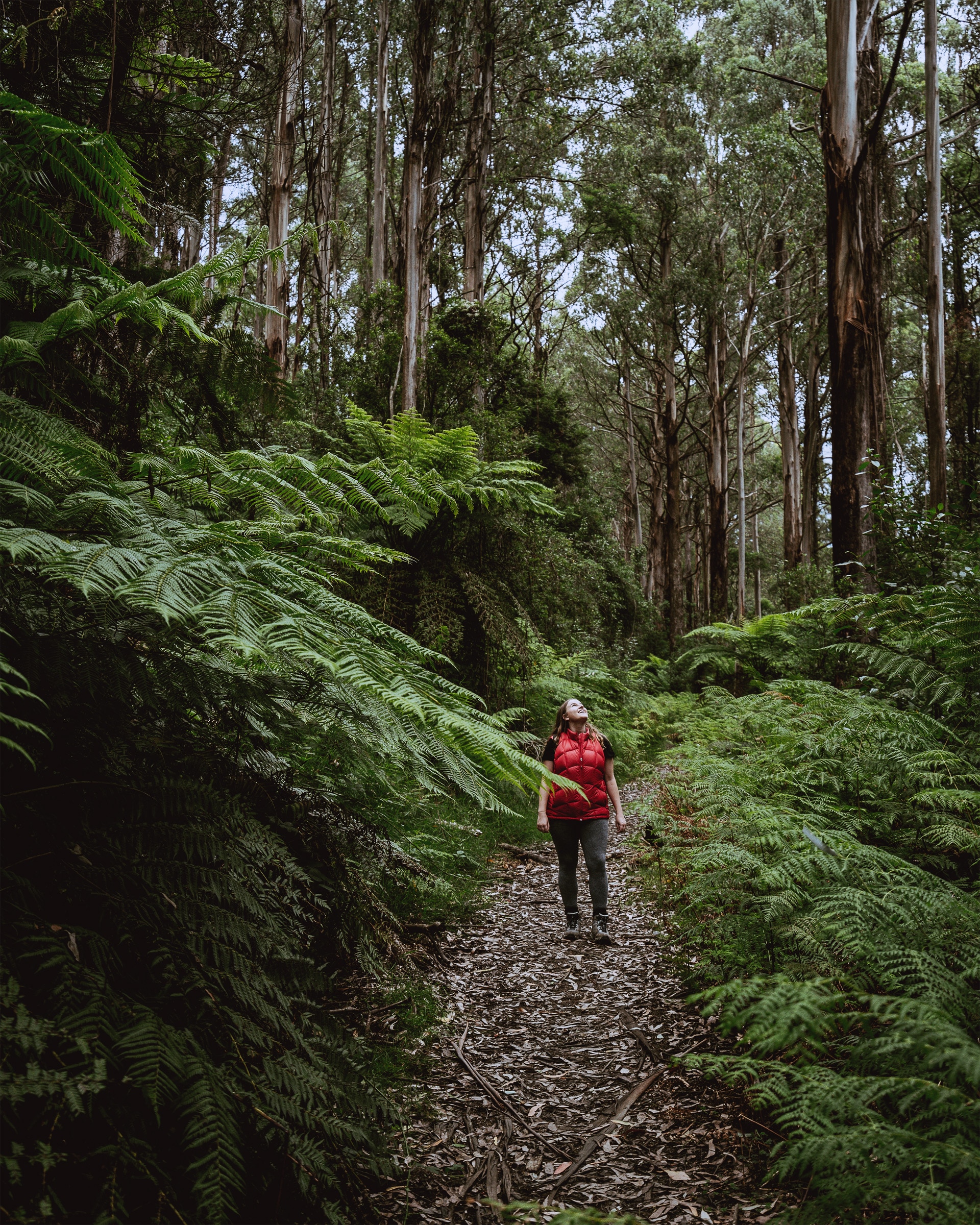 Tanglefoot Loop - Victoria's High Country