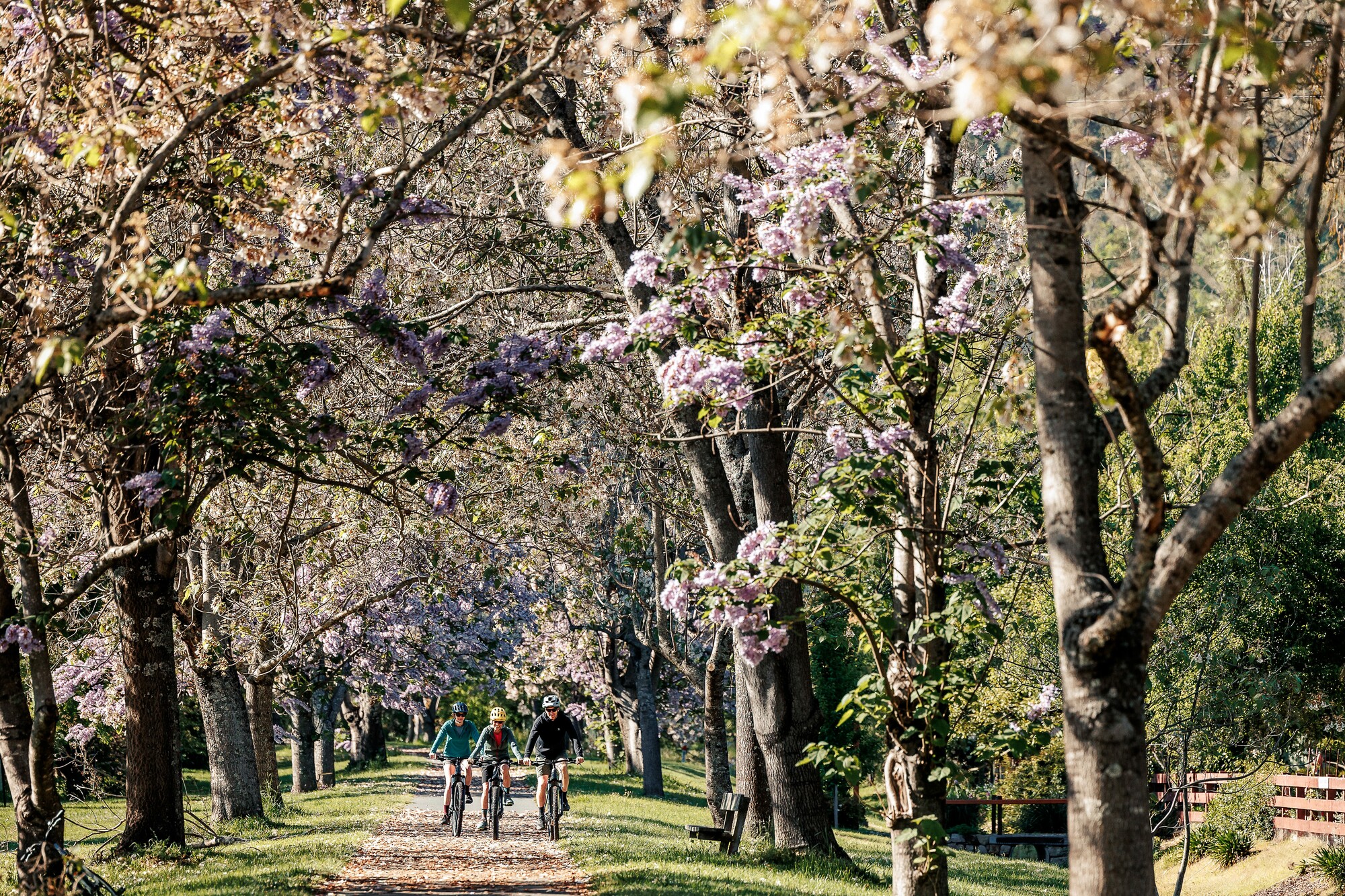Murray to Mountains Rail Trail - Rail Trail