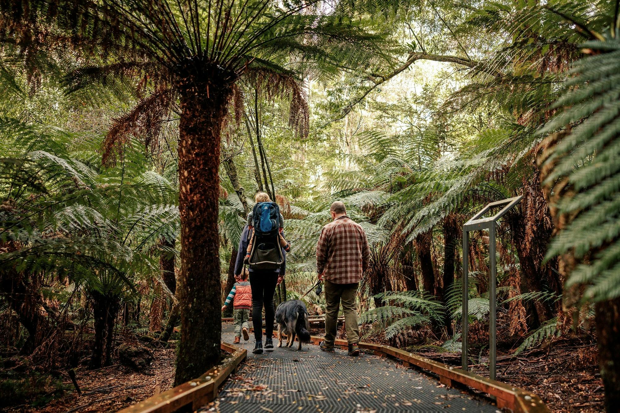 Wirrawilla Rainforest Walk - Victoria's High Country