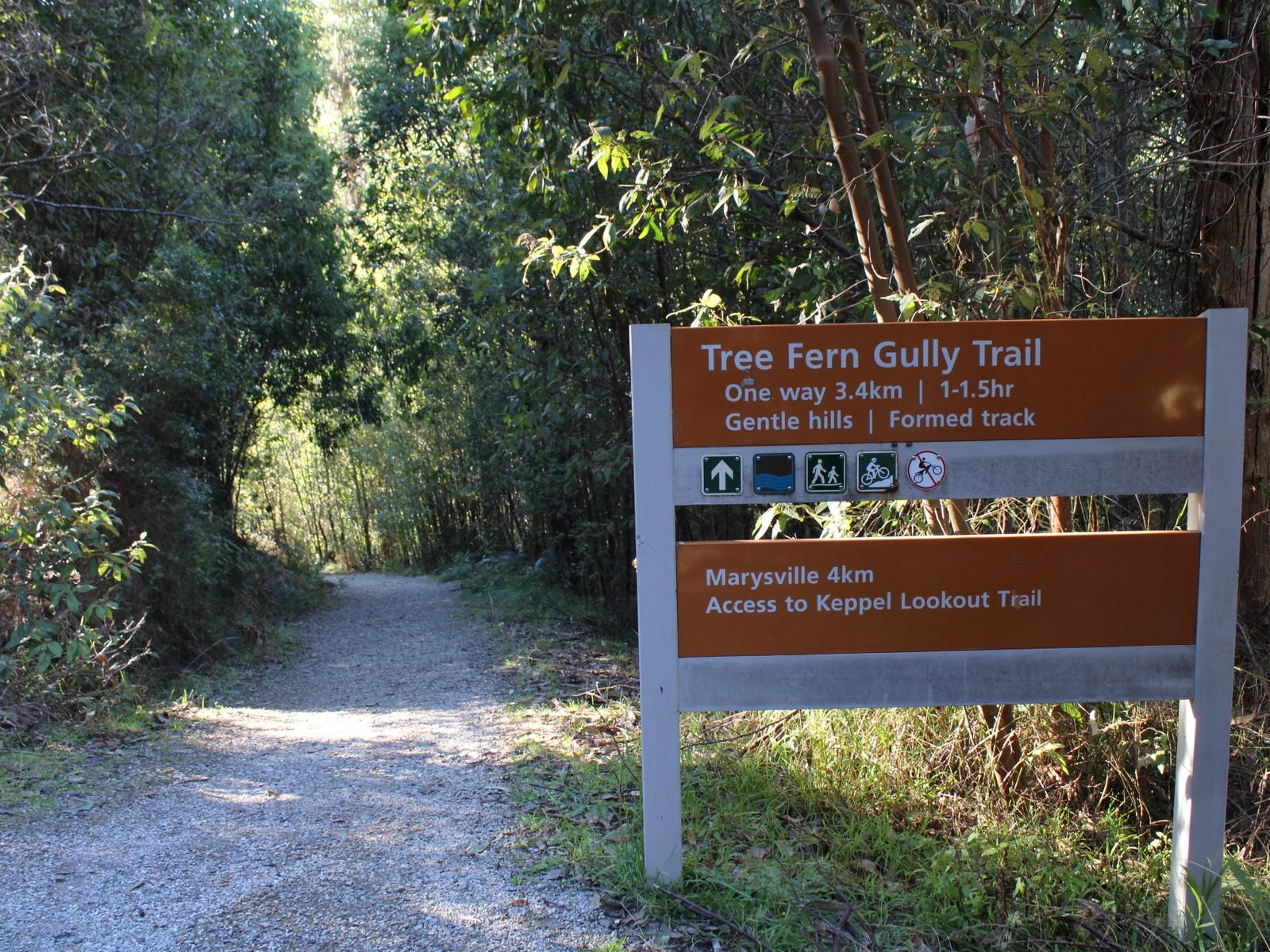 Tree Fern Gully Trail - Victoria's High Country