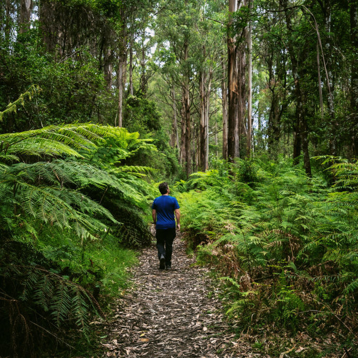 KINGLAKE | VICTORIA'S HIGH COUNTRY