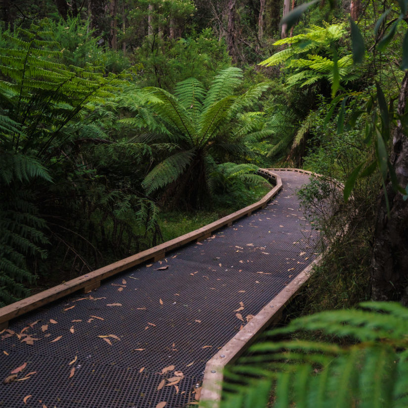 KINGLAKE | VICTORIA'S HIGH COUNTRY