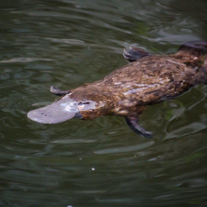 ALEXANDRA | VICTORIA'S HIGH COUNTRY