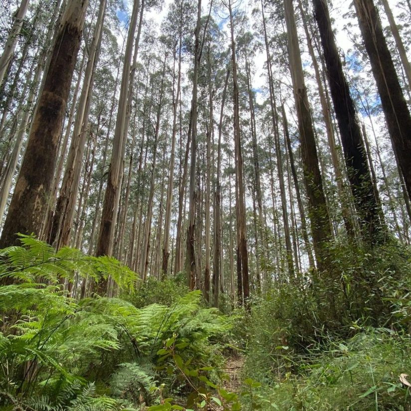 KINGLAKE | VICTORIA'S HIGH COUNTRY