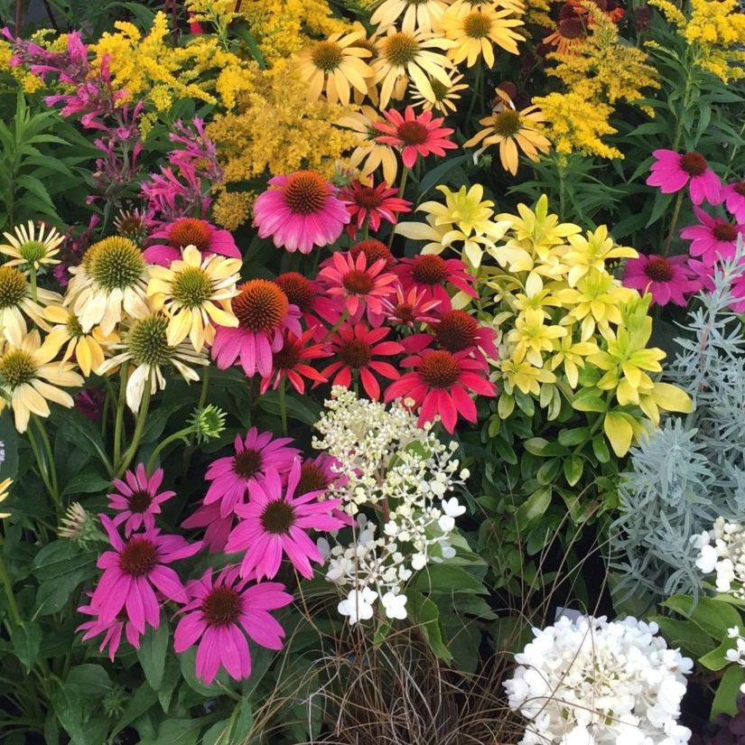 Harrietville Victoria | Alpine village | Walking and Hiking | Hotham